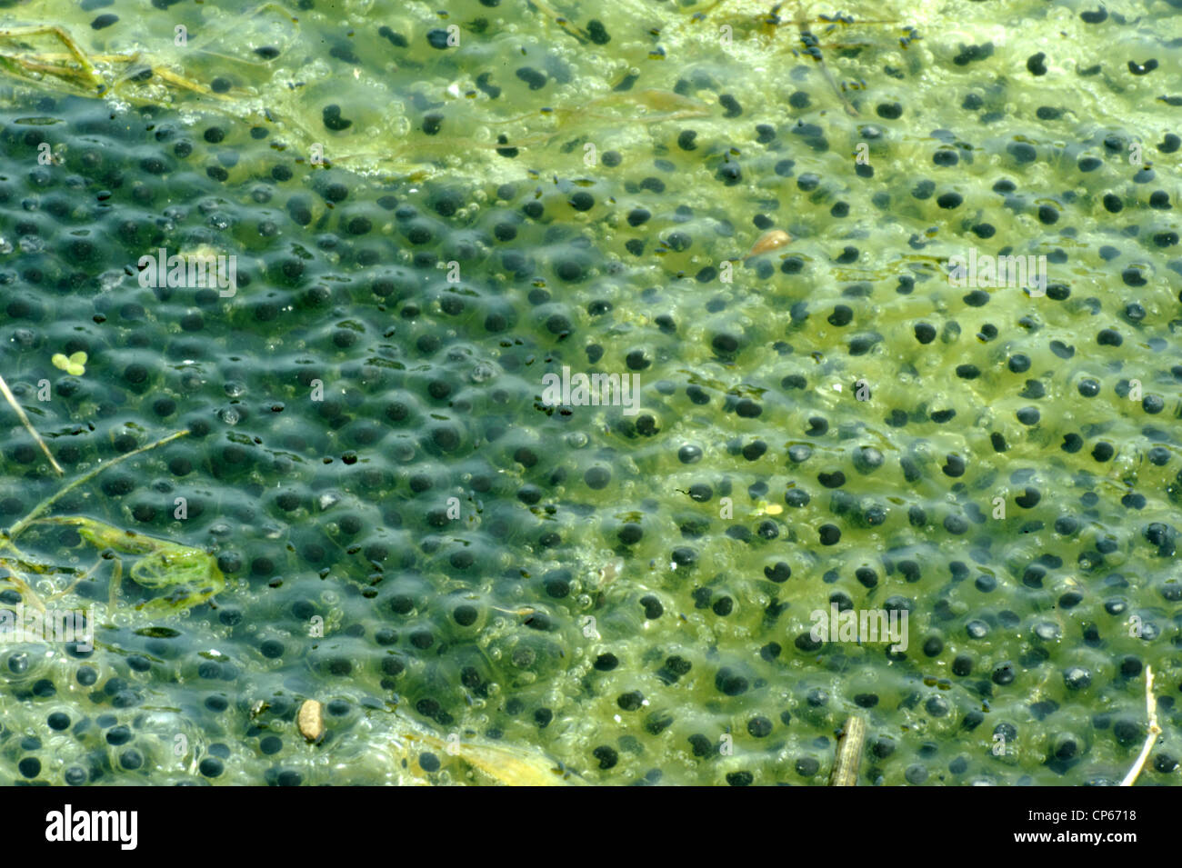 Frogspawn in a little pond, end of April Stock Photo - Alamy
