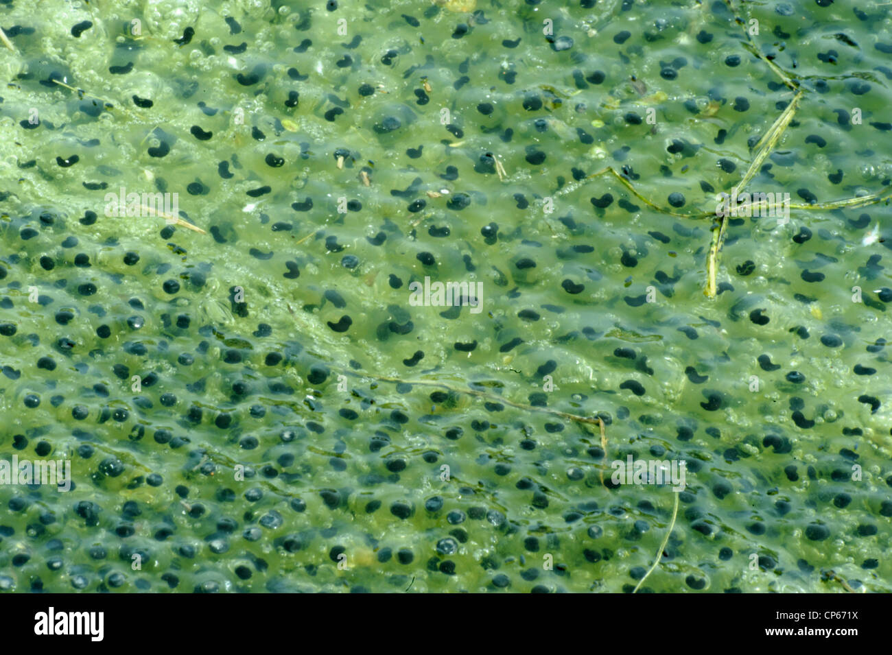 Frogspawn in a little pond, end of April Stock Photo - Alamy