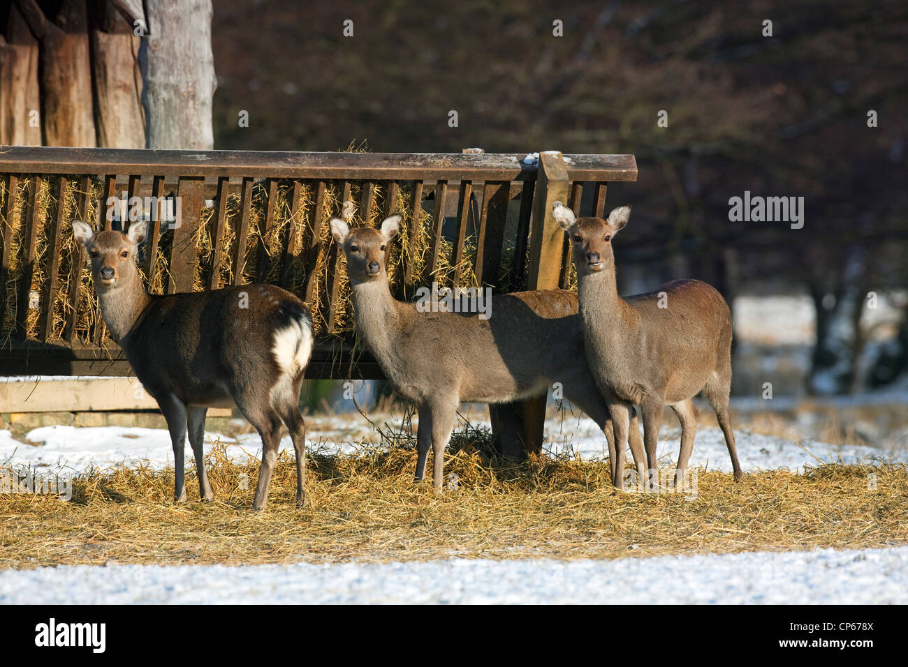 Sika hinds hi-res stock photography and images - Alamy