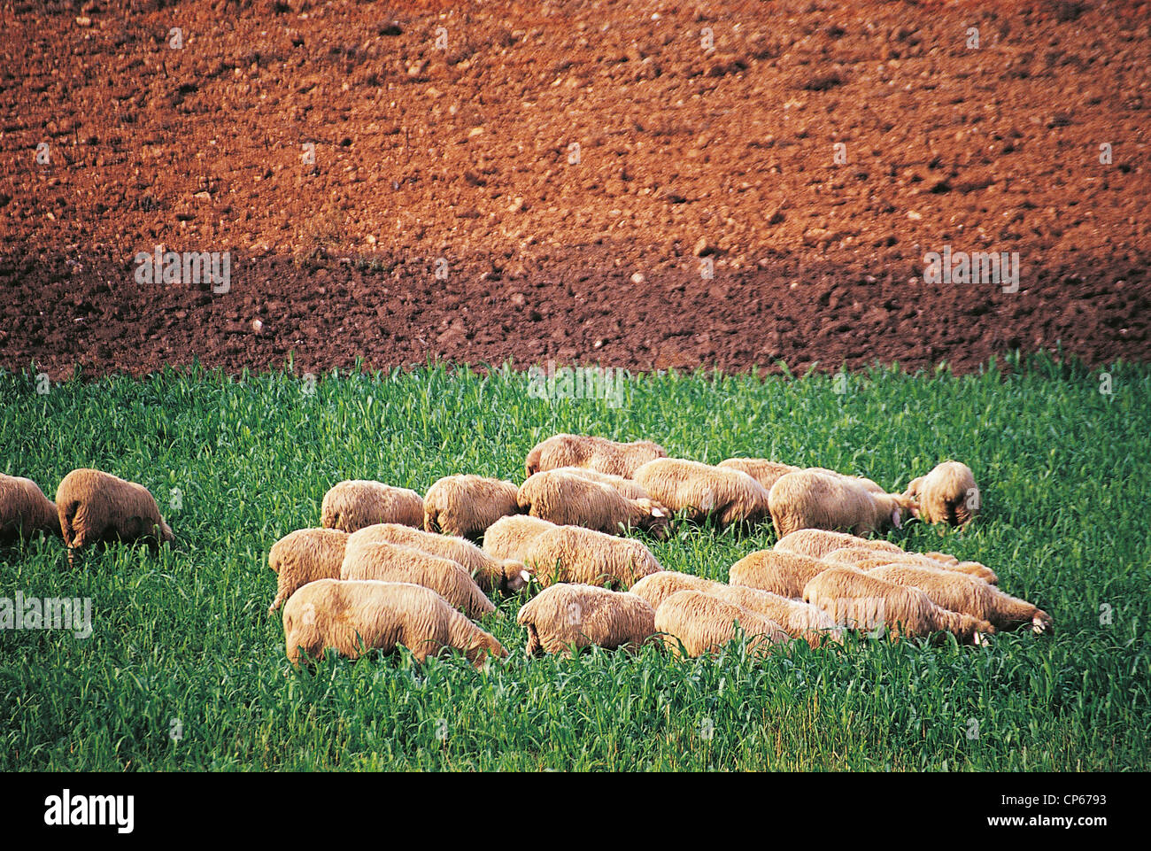 Sardinia - Nurre, sheep Stock Photo - Alamy