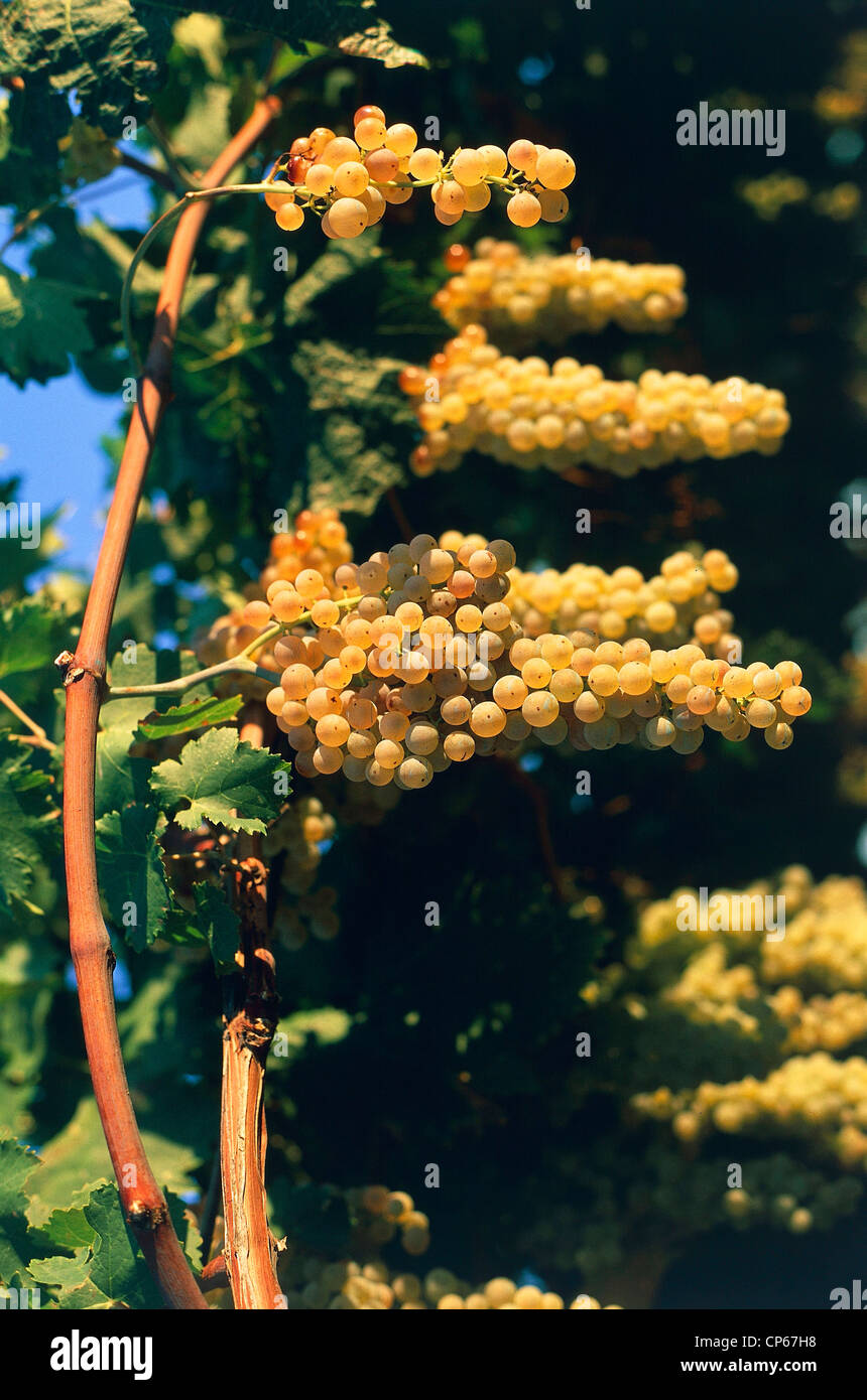 Puglia - the table (Fg) - Clusters of white grapes Stock Photo - Alamy