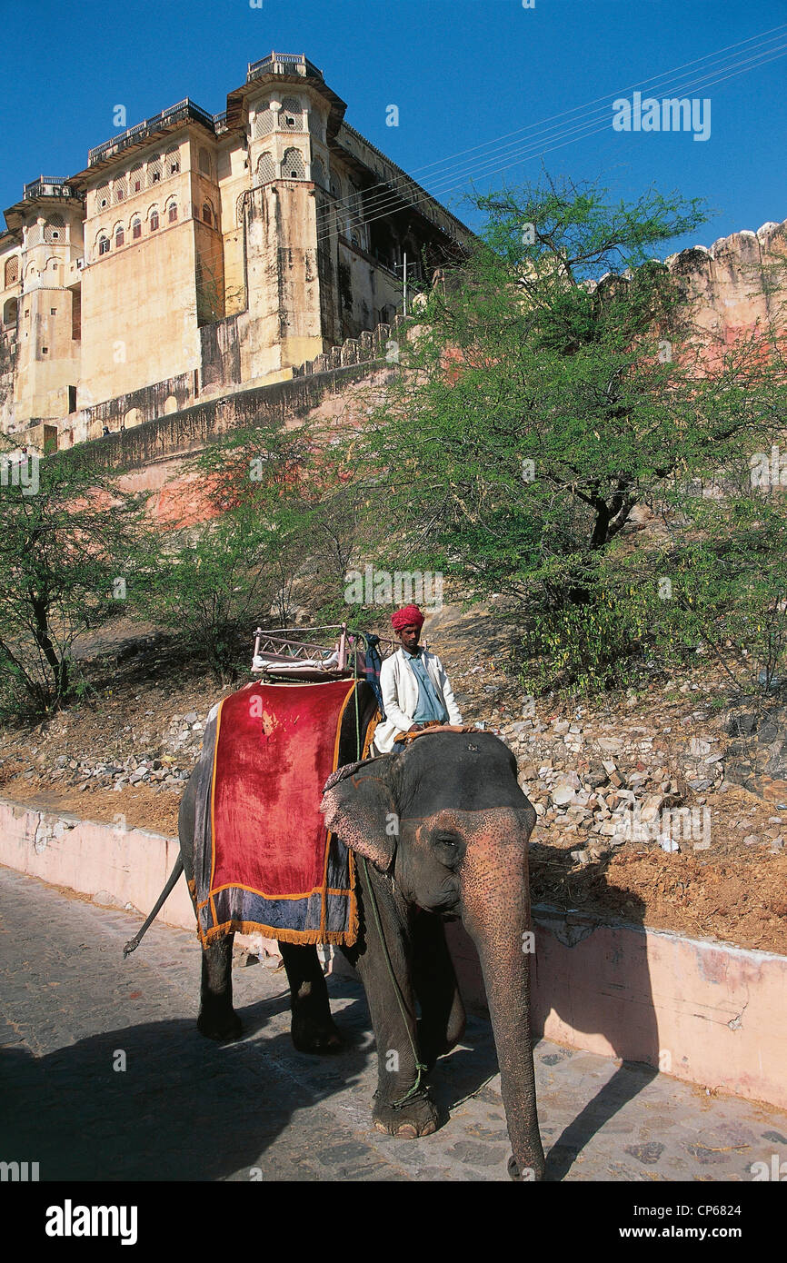 India - Rajasthan (Rajasthan) - Jaipur. Sightseeing on the back of an ...