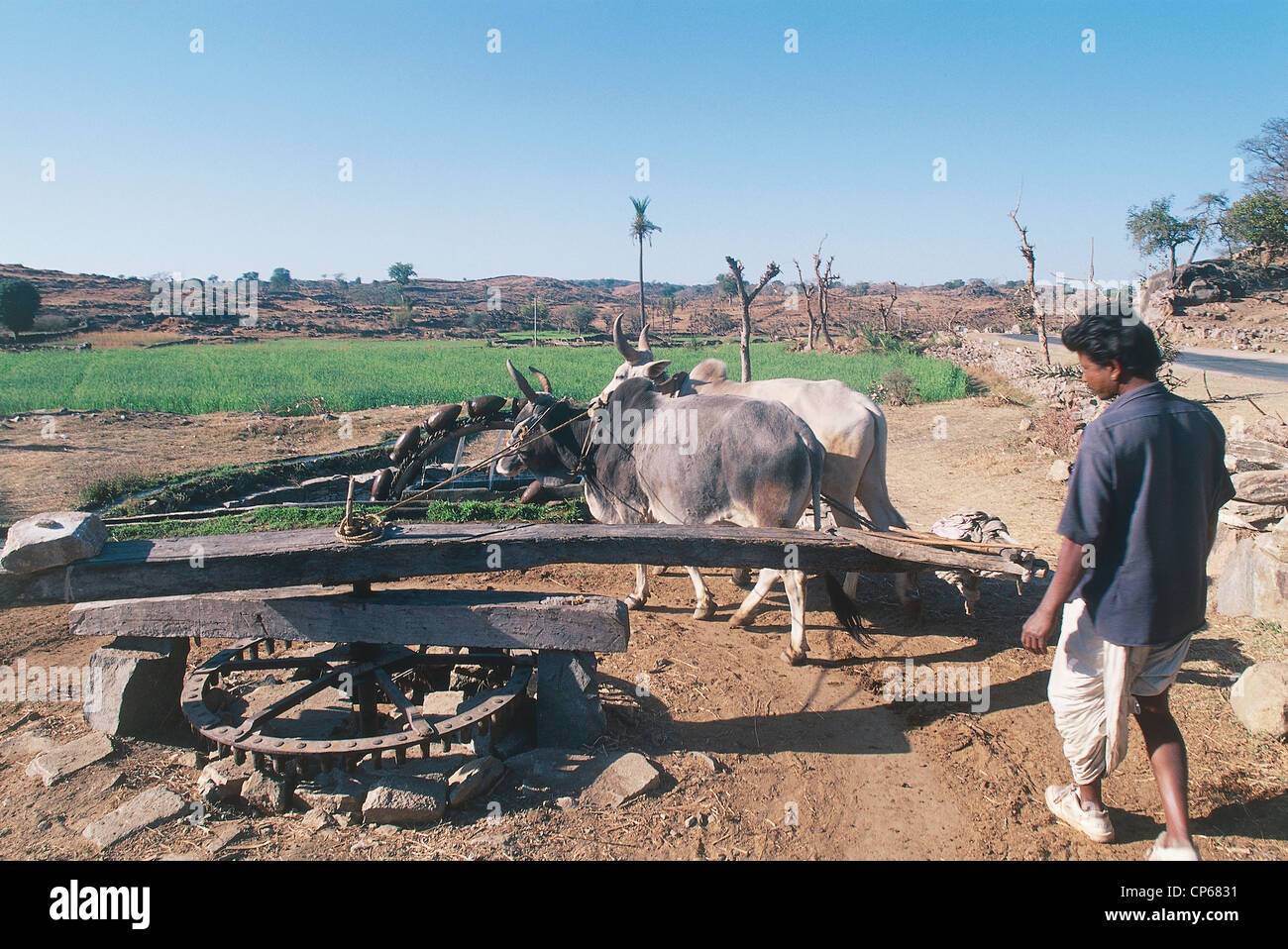 India - Rajasthan - Jaipur. Farm work Stock Photo - Alamy