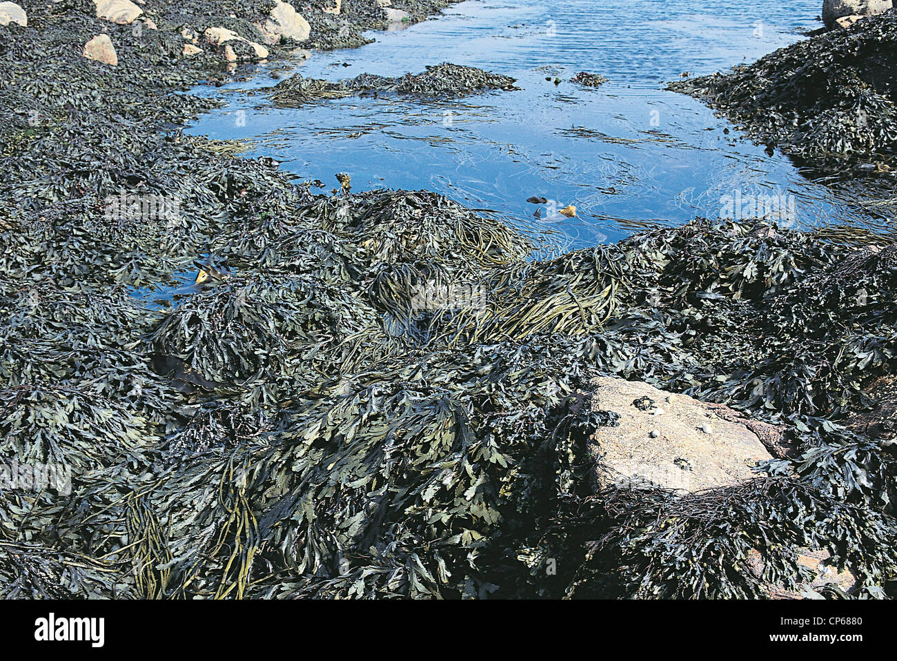 Scotland monach island hi-res stock photography and images - Alamy