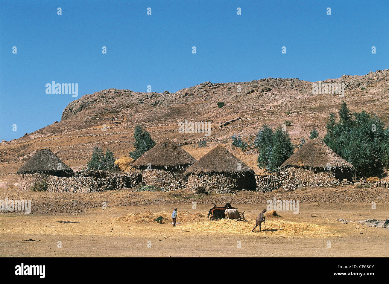 Ethiopia - Near the village of Dilba, farm work Stock Photo - Alamy