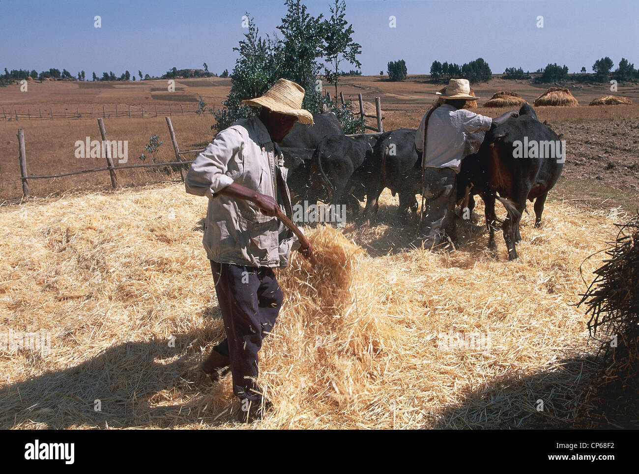 Ethiopia - Shewa - Farm work in the area Sendafa Stock Photo - Alamy
