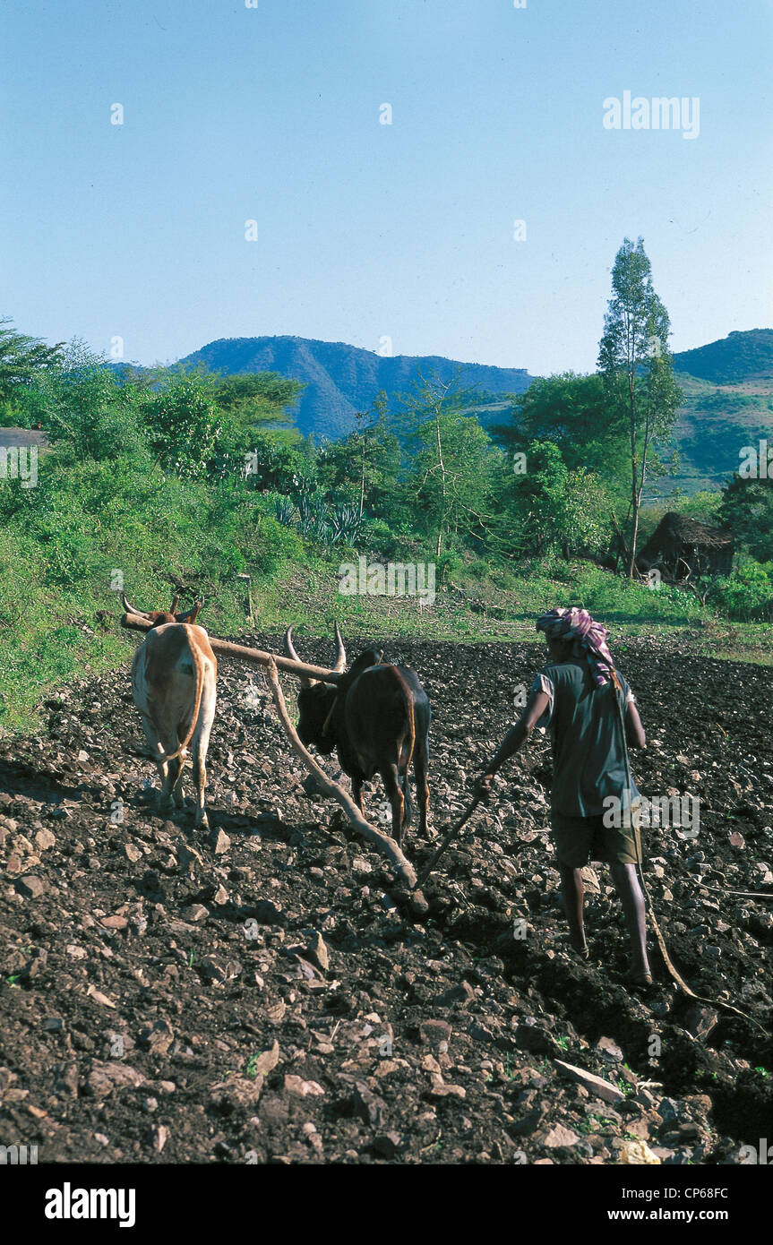 Ethiopia - Around Kombolcha - Ploughing with the traditional method ...