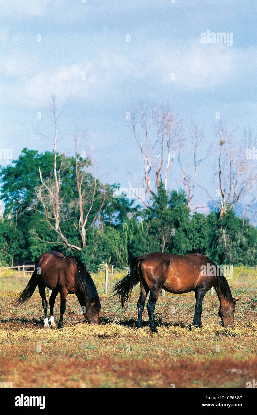 Cavalli hi-res stock photography and images - Alamy