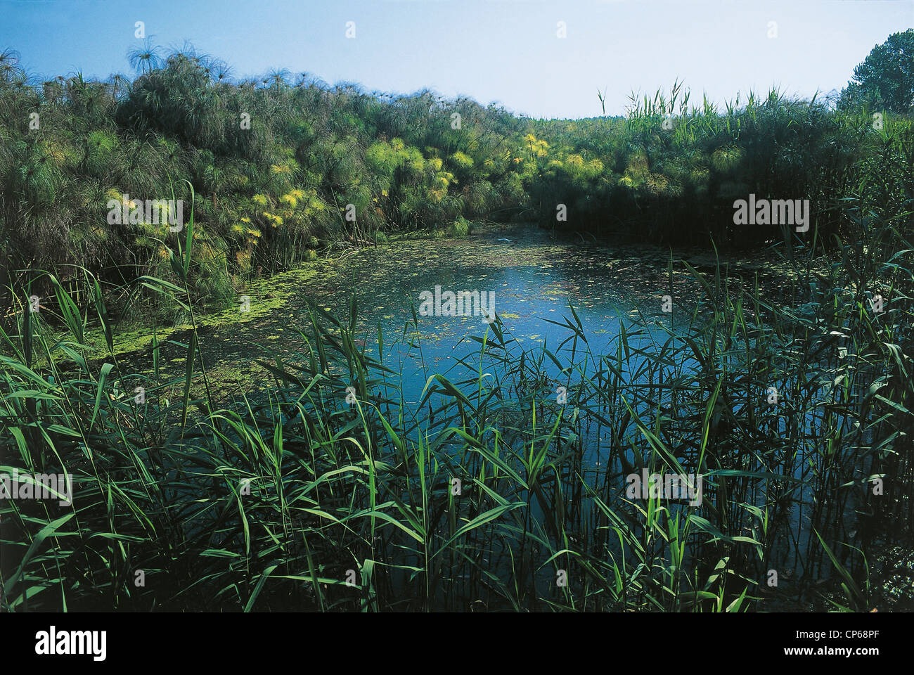 Ciane and papyrus hi-res stock photography and images - Alamy