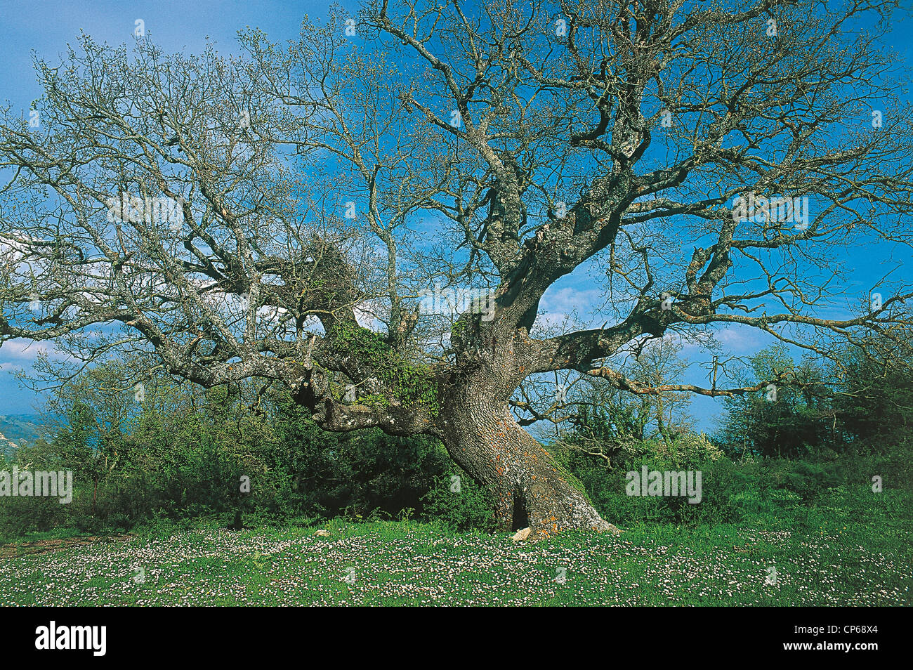 Sicily - Sicani Mountains, ancient oak Stock Photo - Alamy