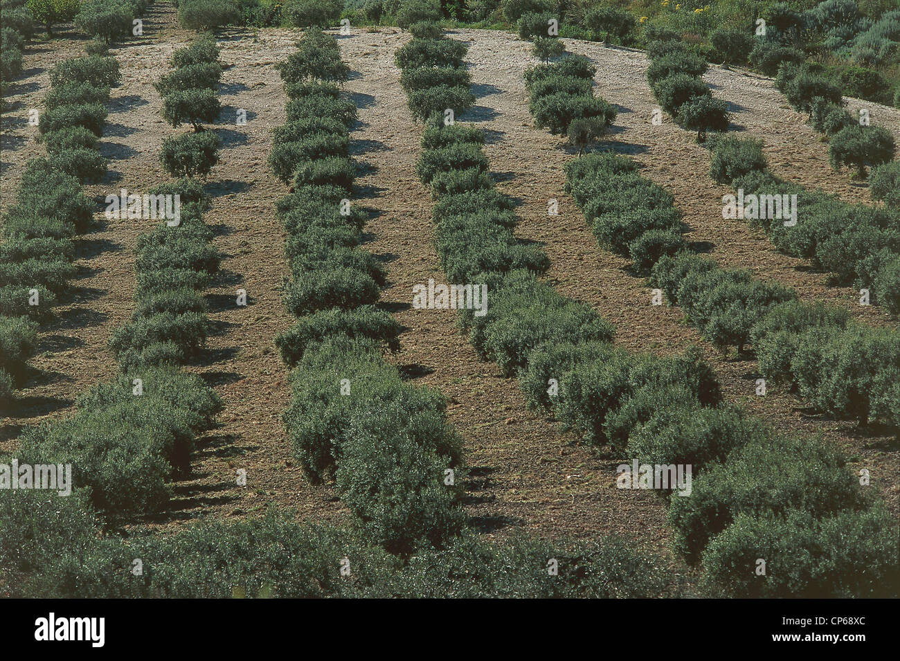 Sicily - Valley of Vegetables (Ag), olive grove Stock Photo - Alamy