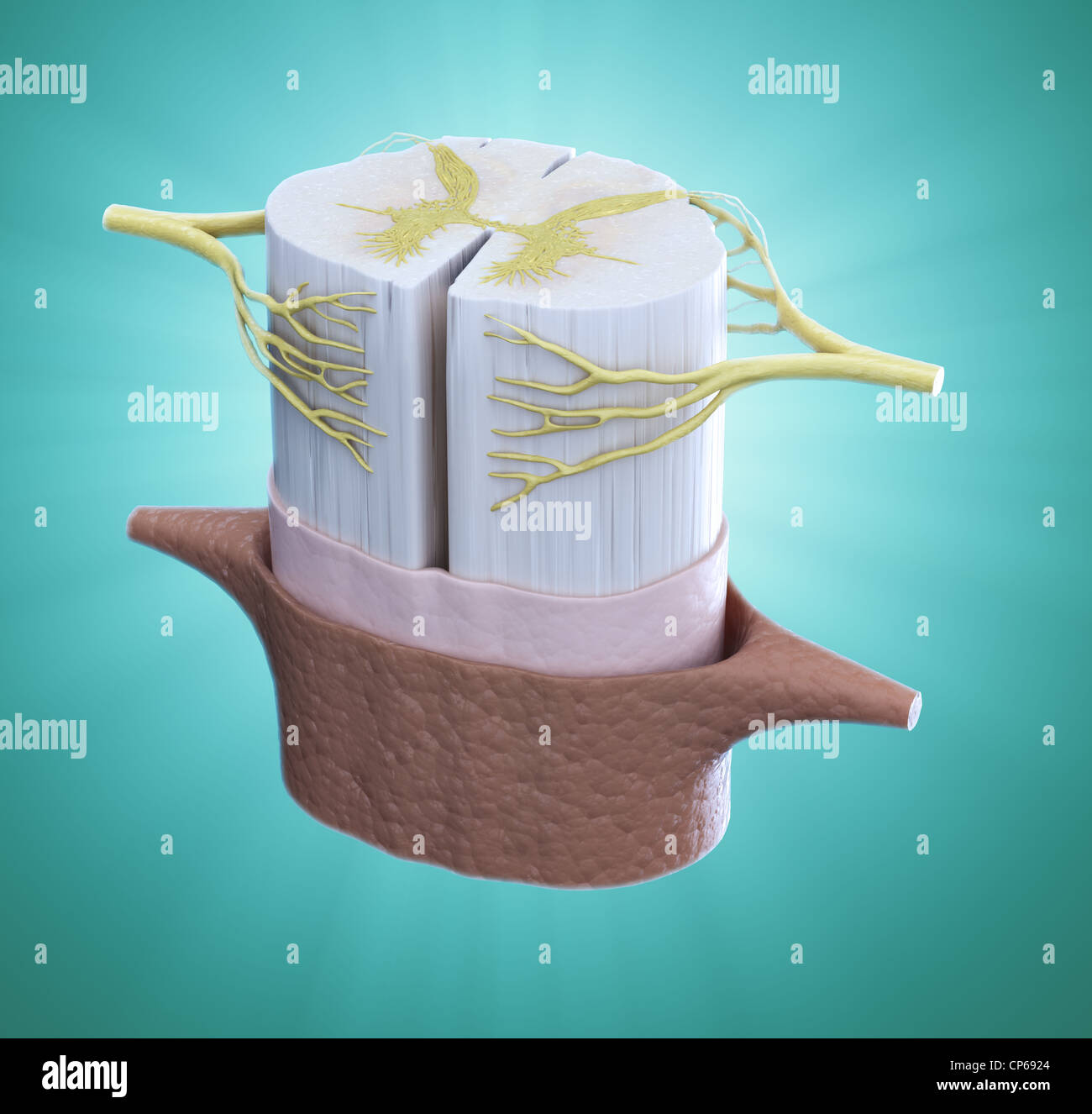 Spinal cord scientific medical illustration Stock Photo - Alamy