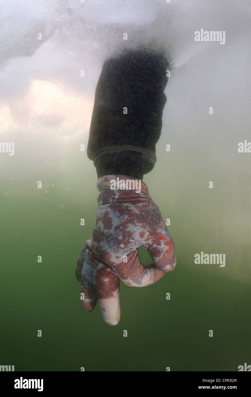 Diver's hand giving the OK sign, subglacial diving, ice diving, in the ...