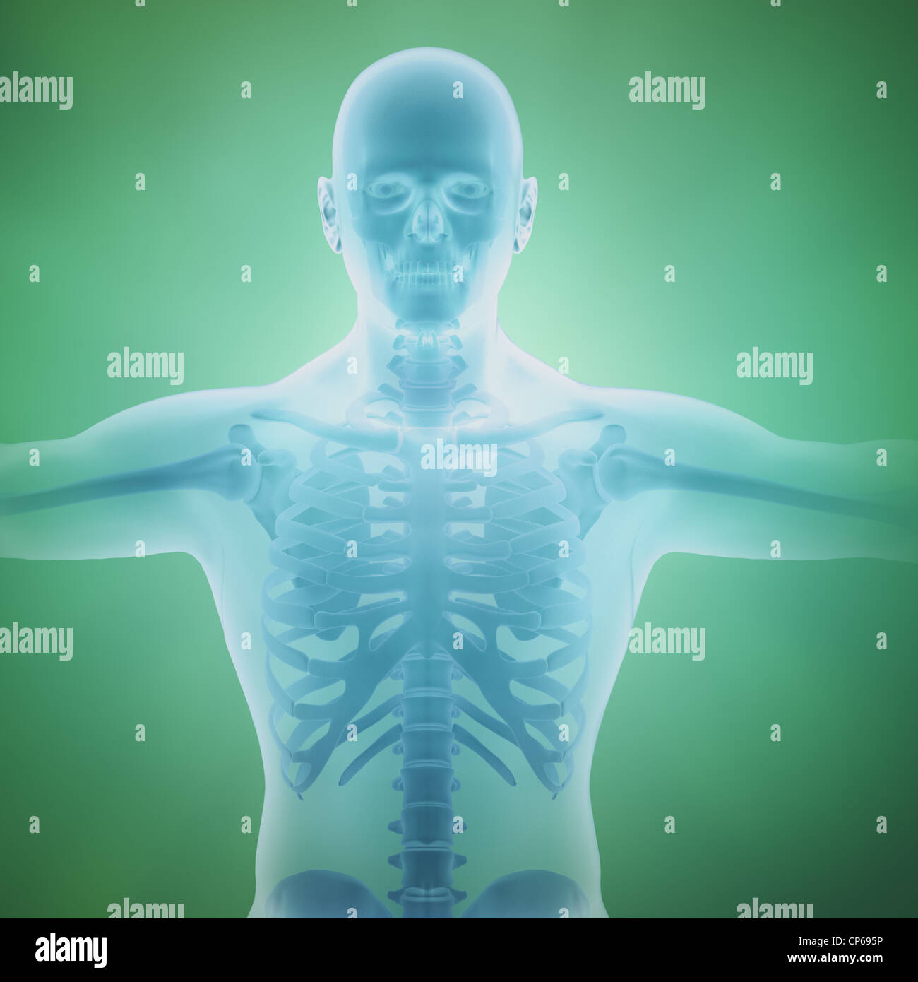 Human anatomy visible skeleton hi-res stock photography and images - Alamy