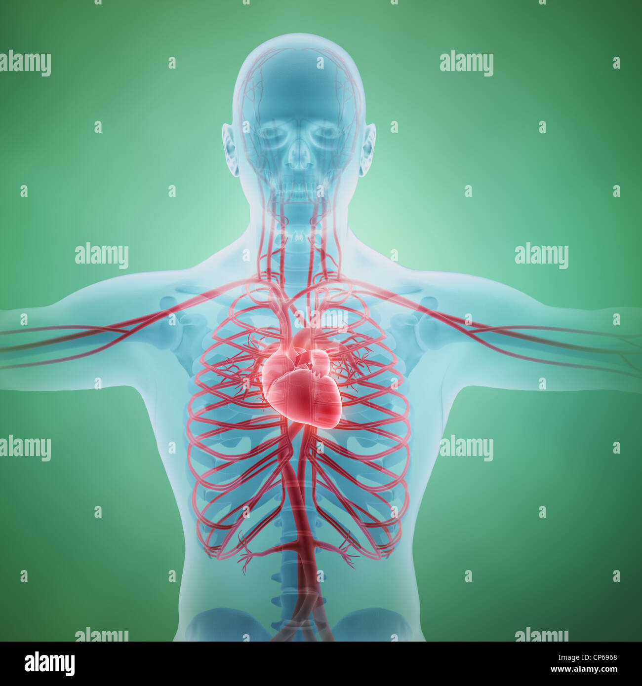Circulatory System Stock Photos & Circulatory System Stock Images - Alamy