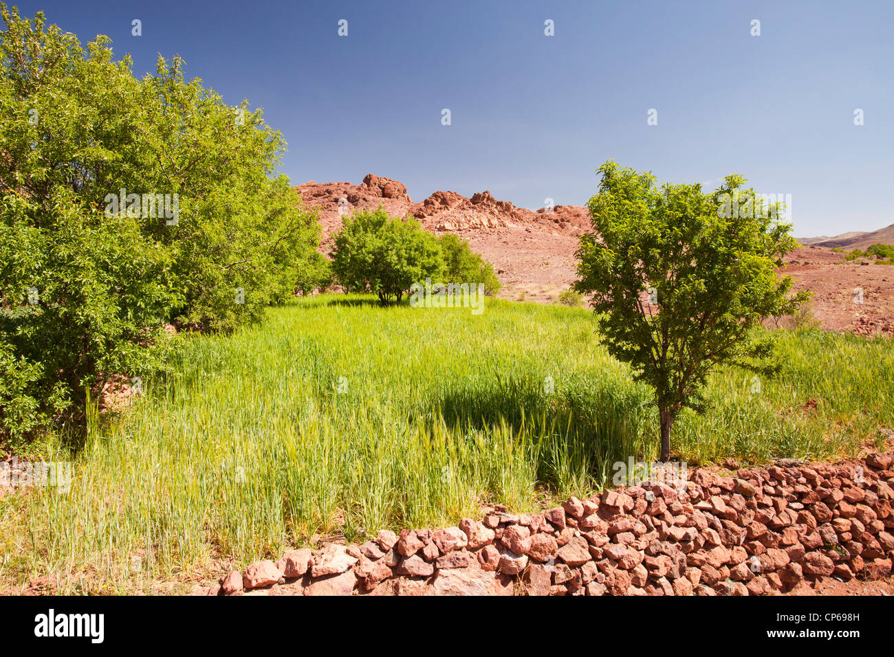 Barley, a staple crop of the Berber Arabs of the Anti Atlas of Morocco ...