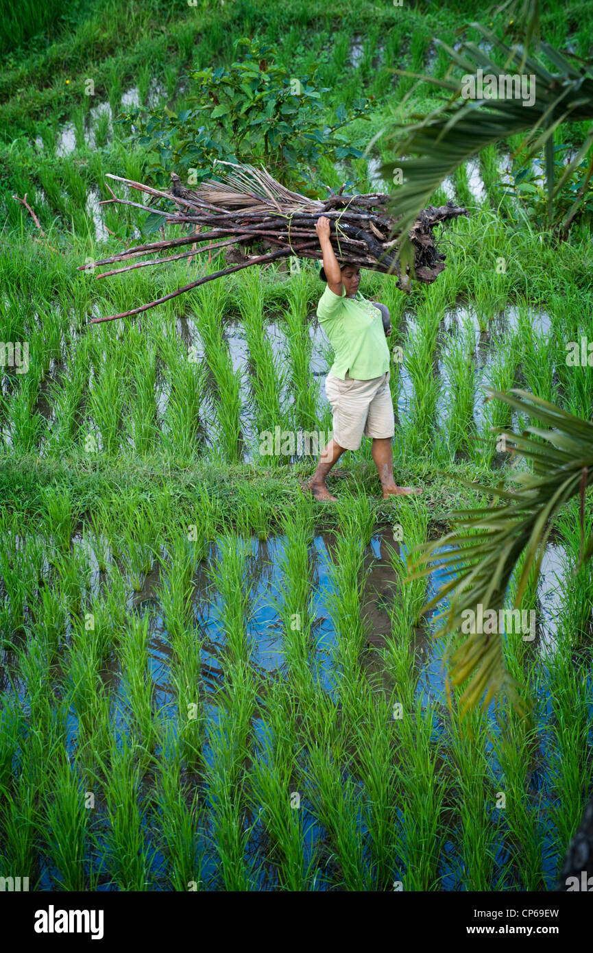People come and go in the terraced rice fields of the Sidemen Valley in ...