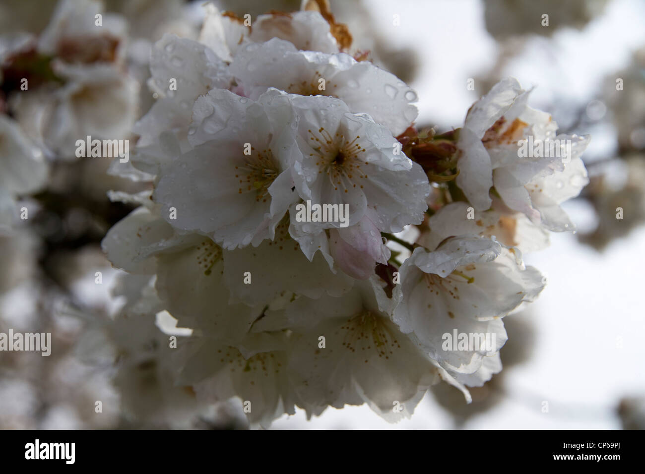 Wyken Vineyards High Resolution Stock Photography and Images - Alamy