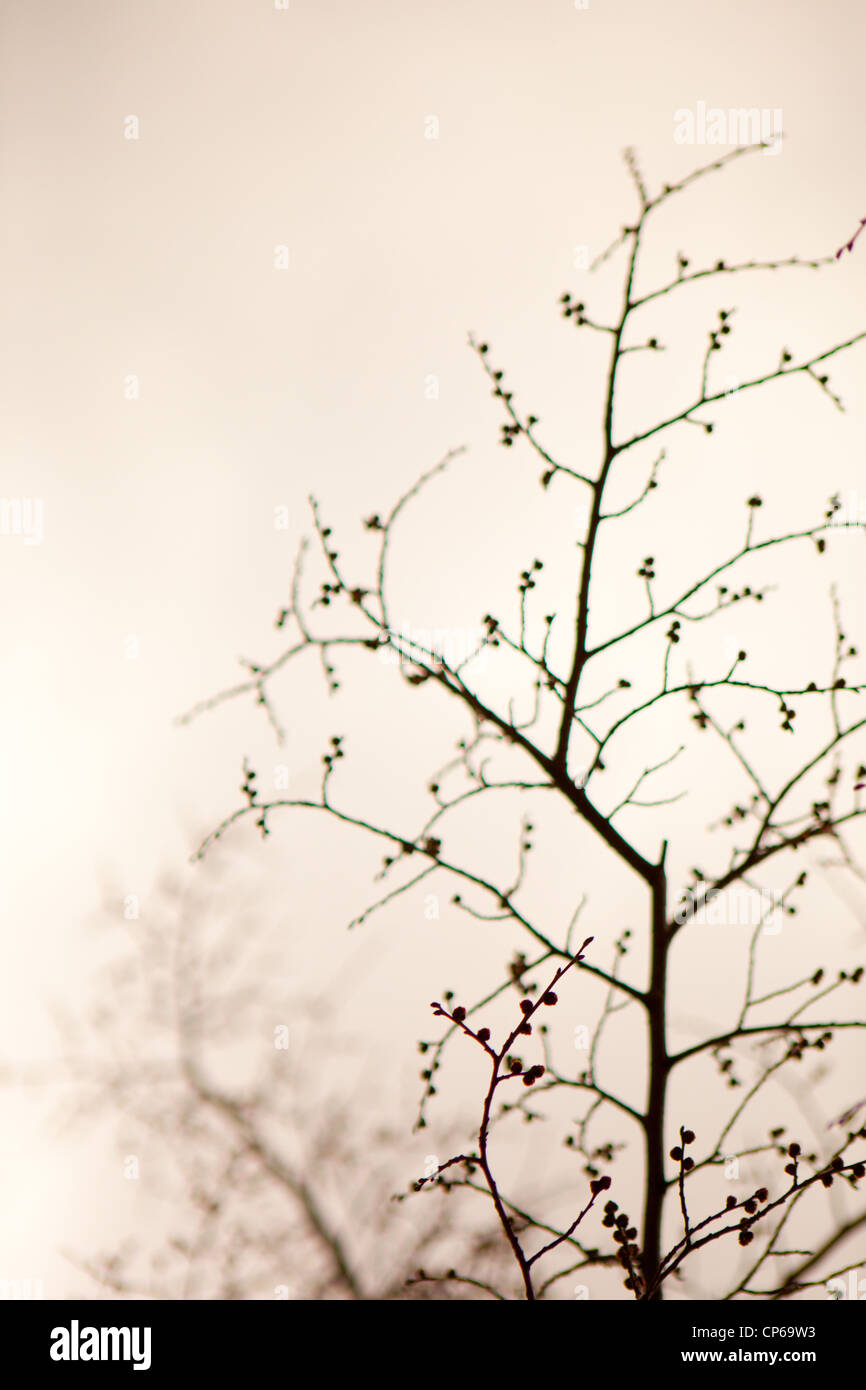 WINTER NATURE TREE GLOOMY MELANCHOLY SAD PARK SADNESS GLOOM Stock Photo ...