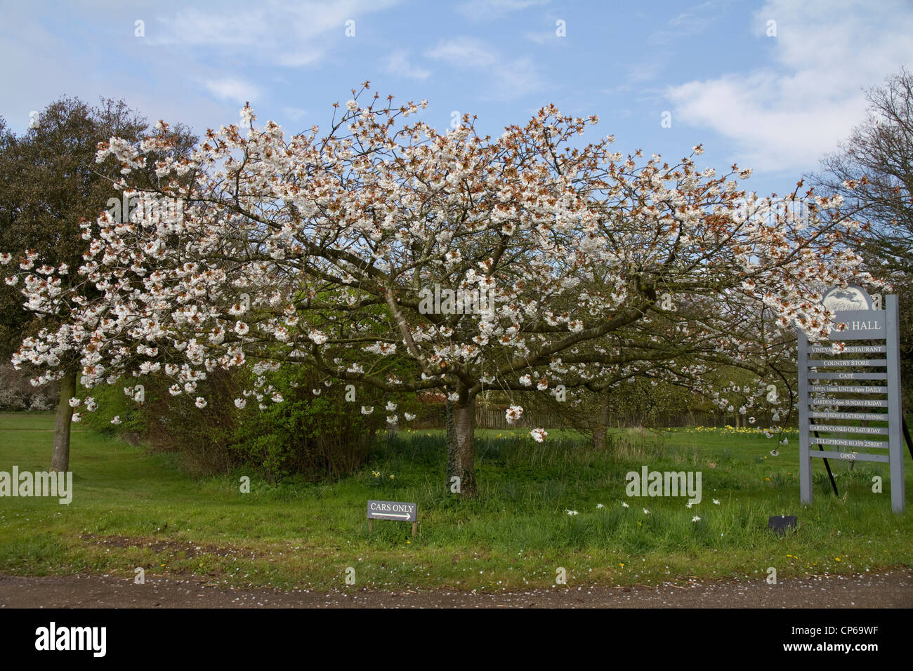 Wyken vineyards hi-res stock photography and images - Alamy