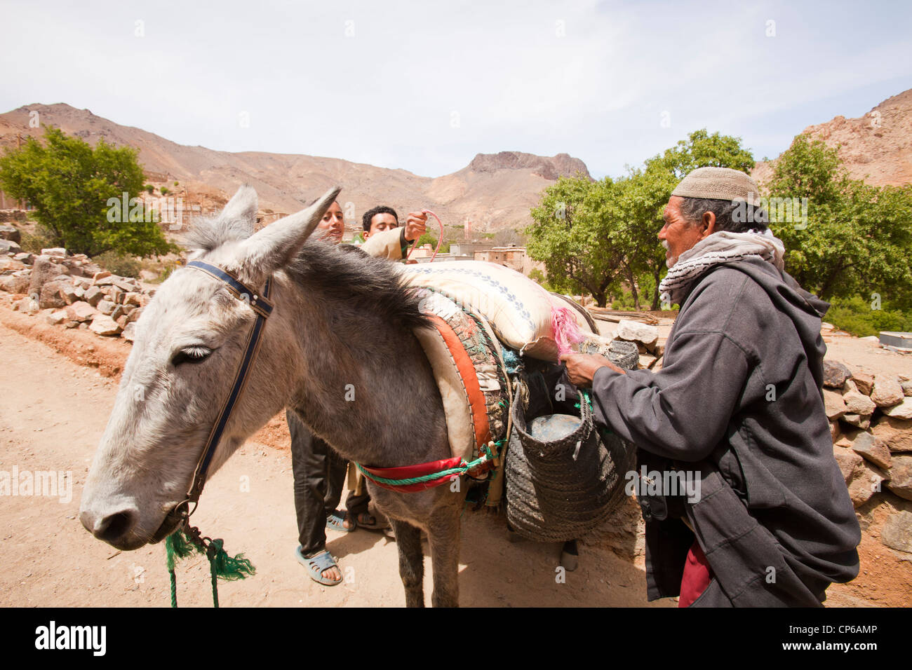 A mule loaded in the Jebel Sirwa region of the Anti Atlas mountains of ...