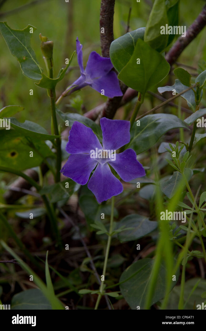 Blue periwinkle flowers (Vinca major Stock Photo - Alamy