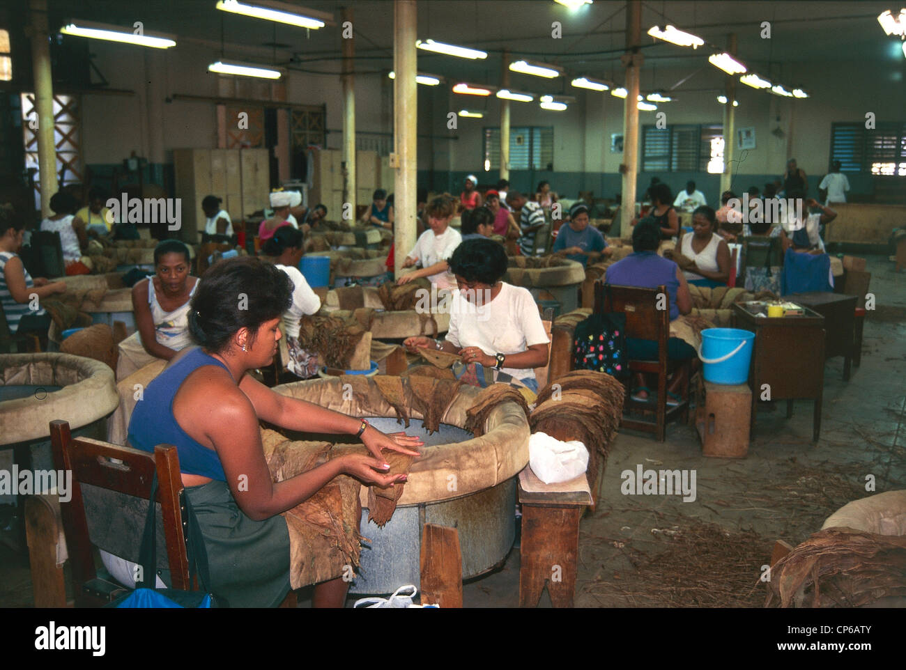 Cuba - Preparation of a cigar Stock Photo - Alamy