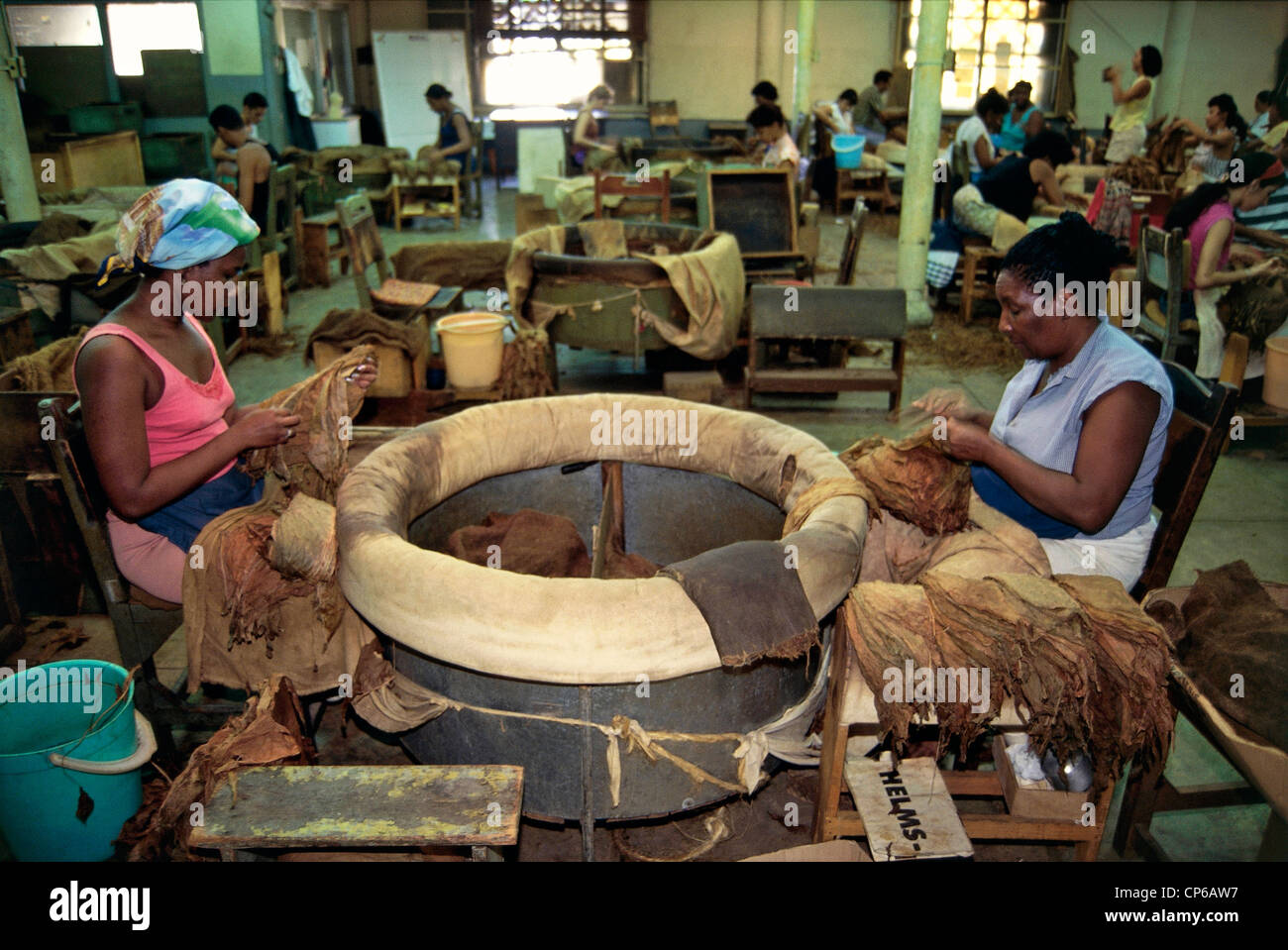 Cuba - Preparation of a cigar Stock Photo - Alamy