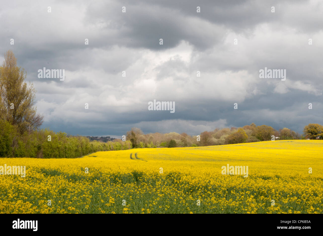 Fields of canola or rapeseed oil growing in the English Midlands, an ...