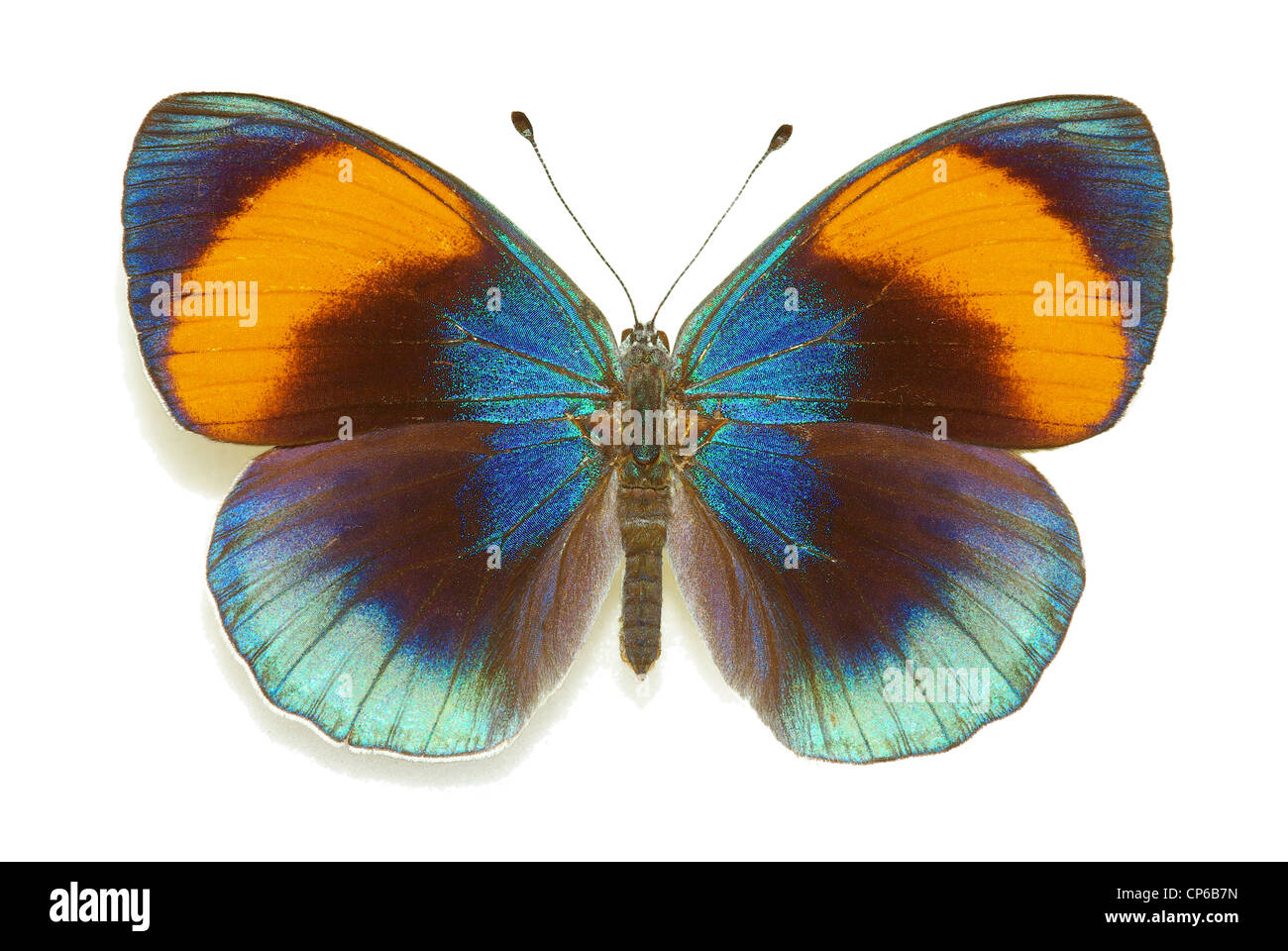 Brazil butterfly hi-res stock photography and images - Alamy