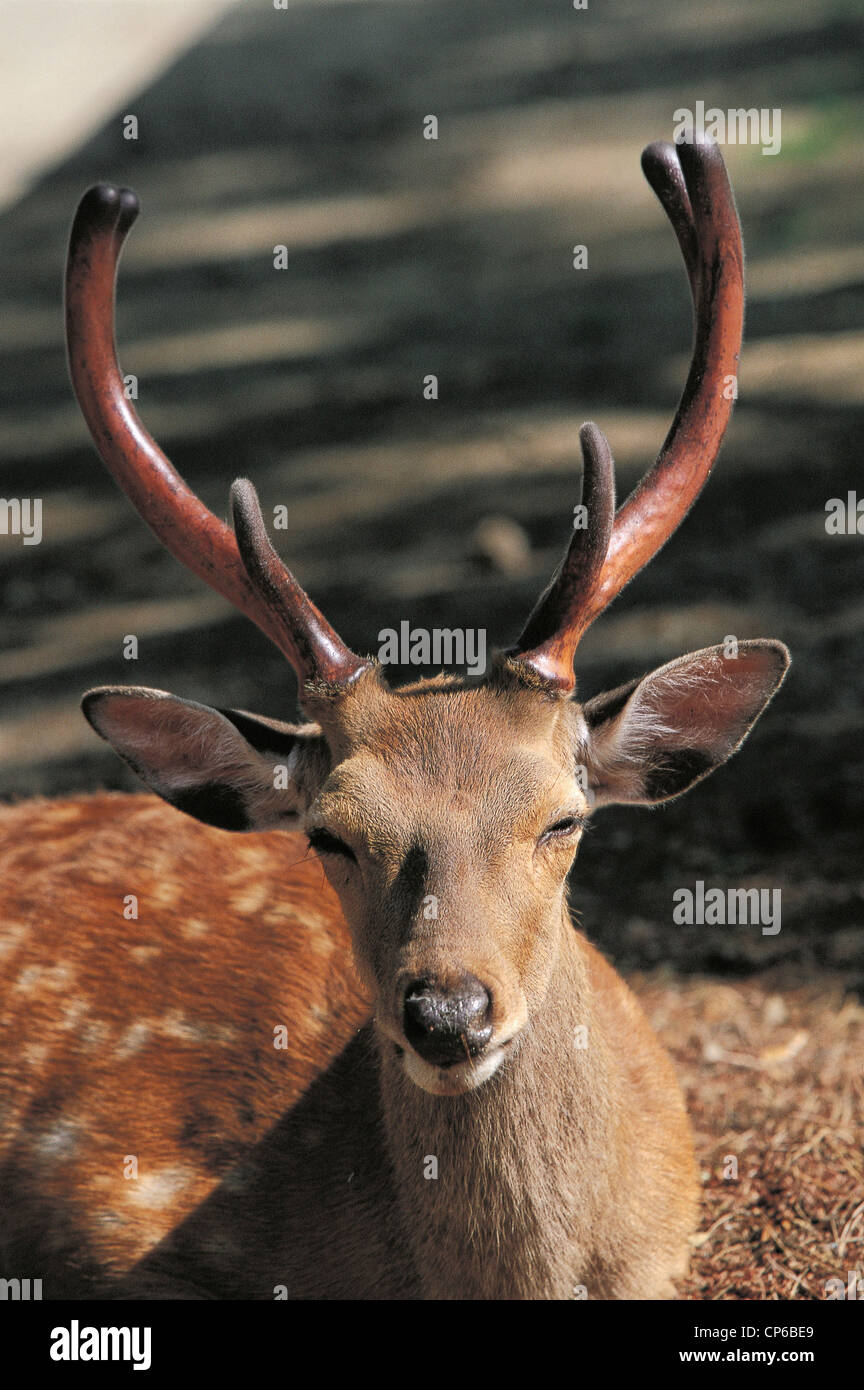 Japan - Kansai - Nara. Sacred deer Stock Photo - Alamy