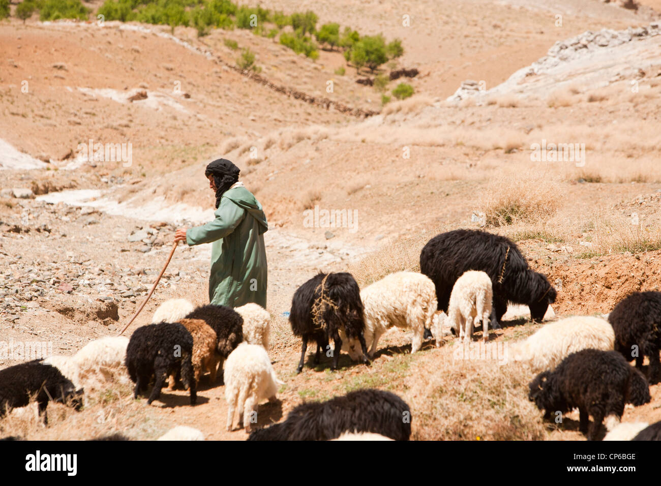 A shepherd with his sheep and goats in the Anti Atlas mountains of ...