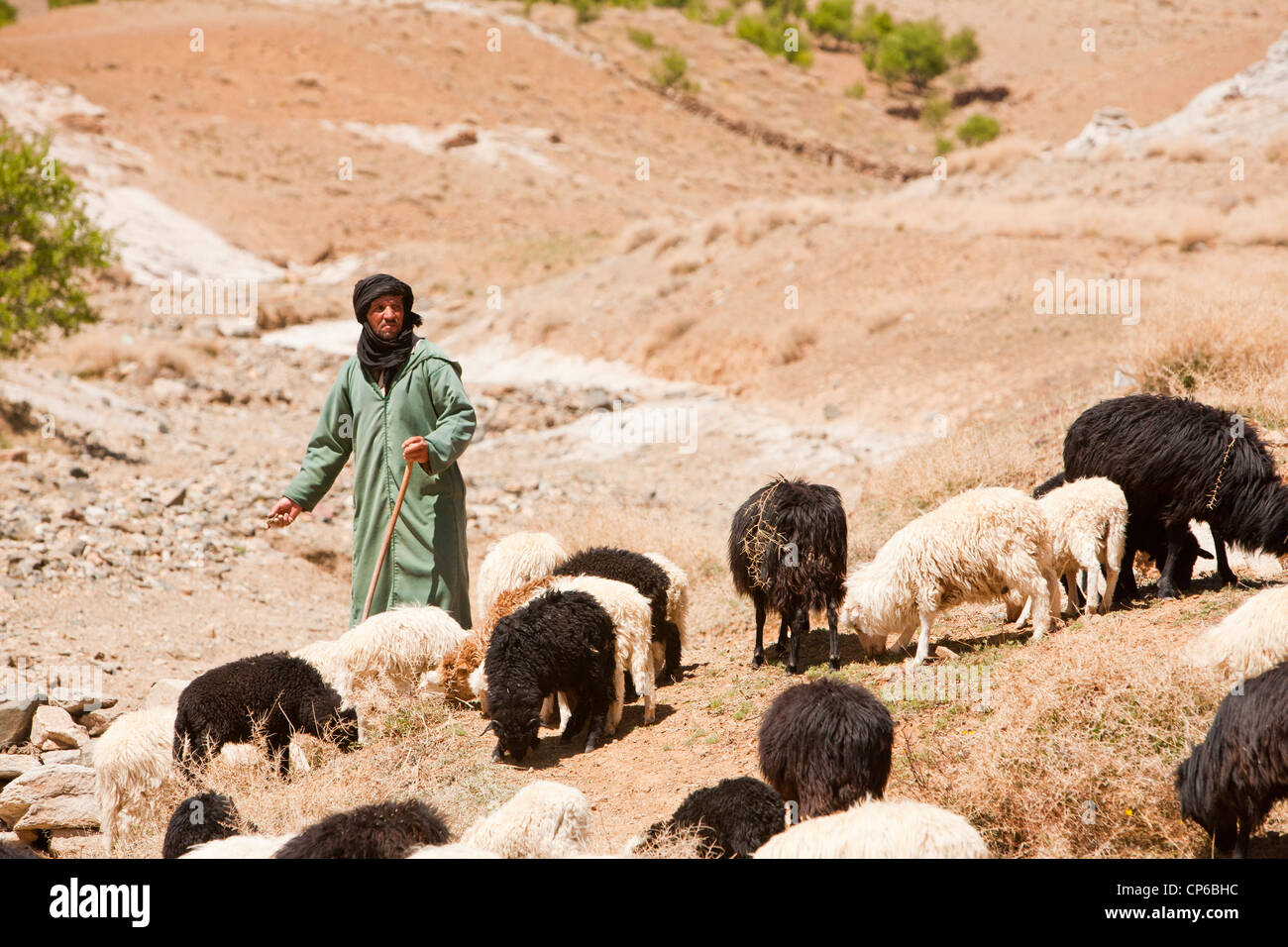 A shepherd with his sheep and goats in the Anti Atlas mountains of ...