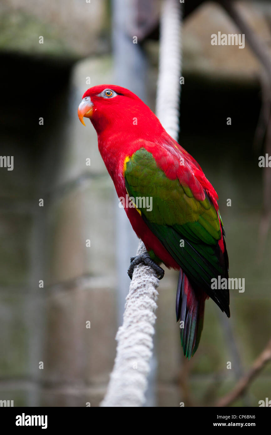 Green And Red Parrots