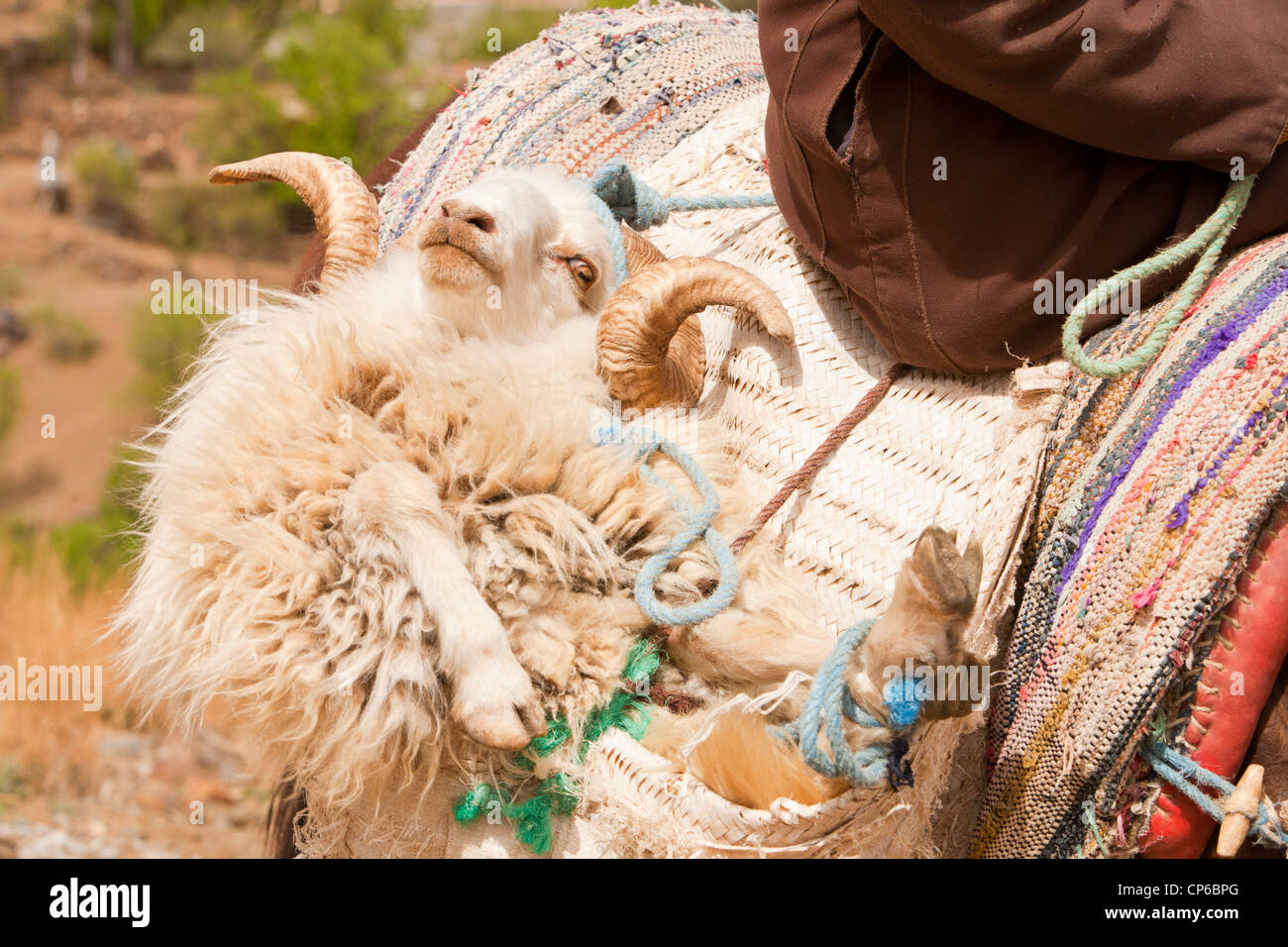 A Berber man on a mule carrying a sheep in a pannier in the Anti Atlas ...