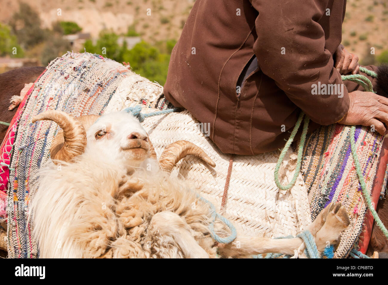 Berber farmer hi-res stock photography and images - Alamy