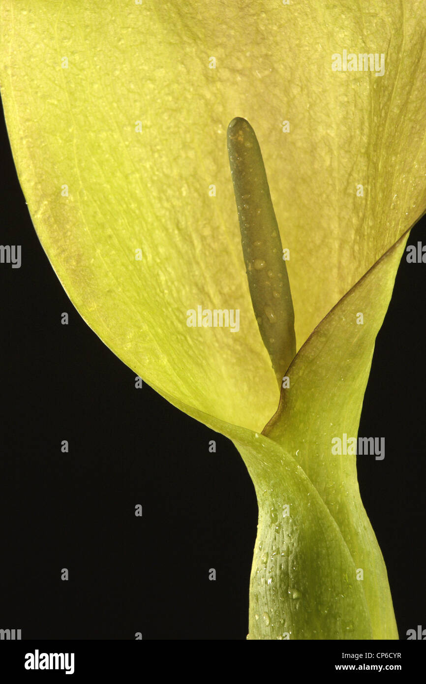 Cuckoo Pint flower - Arum Maculatum, sometimes called Lords and Ladies ...