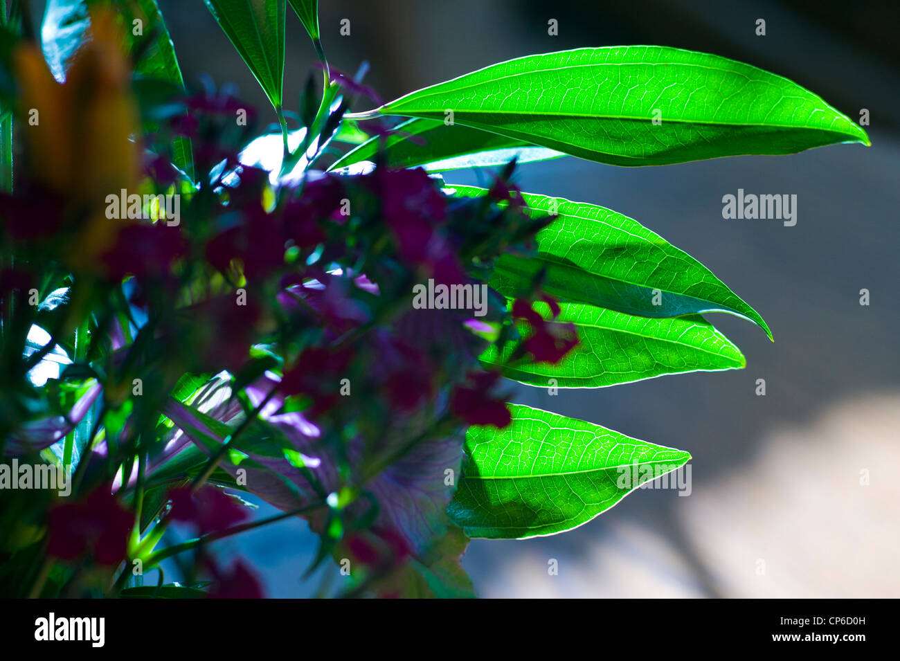 Close up view of the backlit green leaves on a house plant in the sun ...