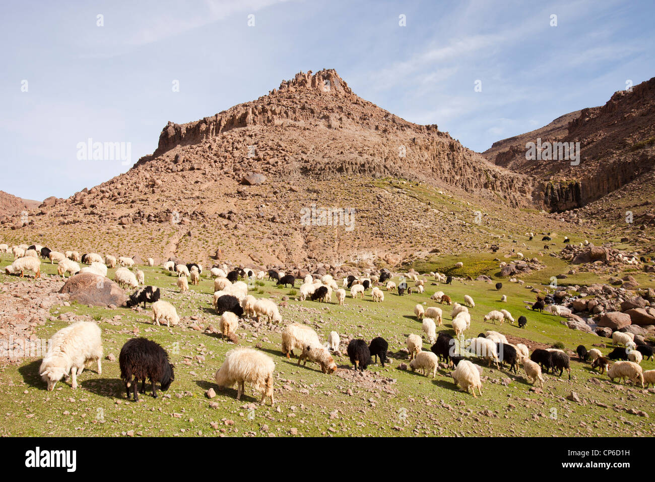 A shepherd with his sheep and goats in the Anti Atlas mountains of ...
