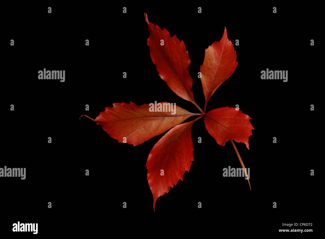 Virginia Creeper leaf, Parthenocissus quinquefolia, in autumn, taken in ...