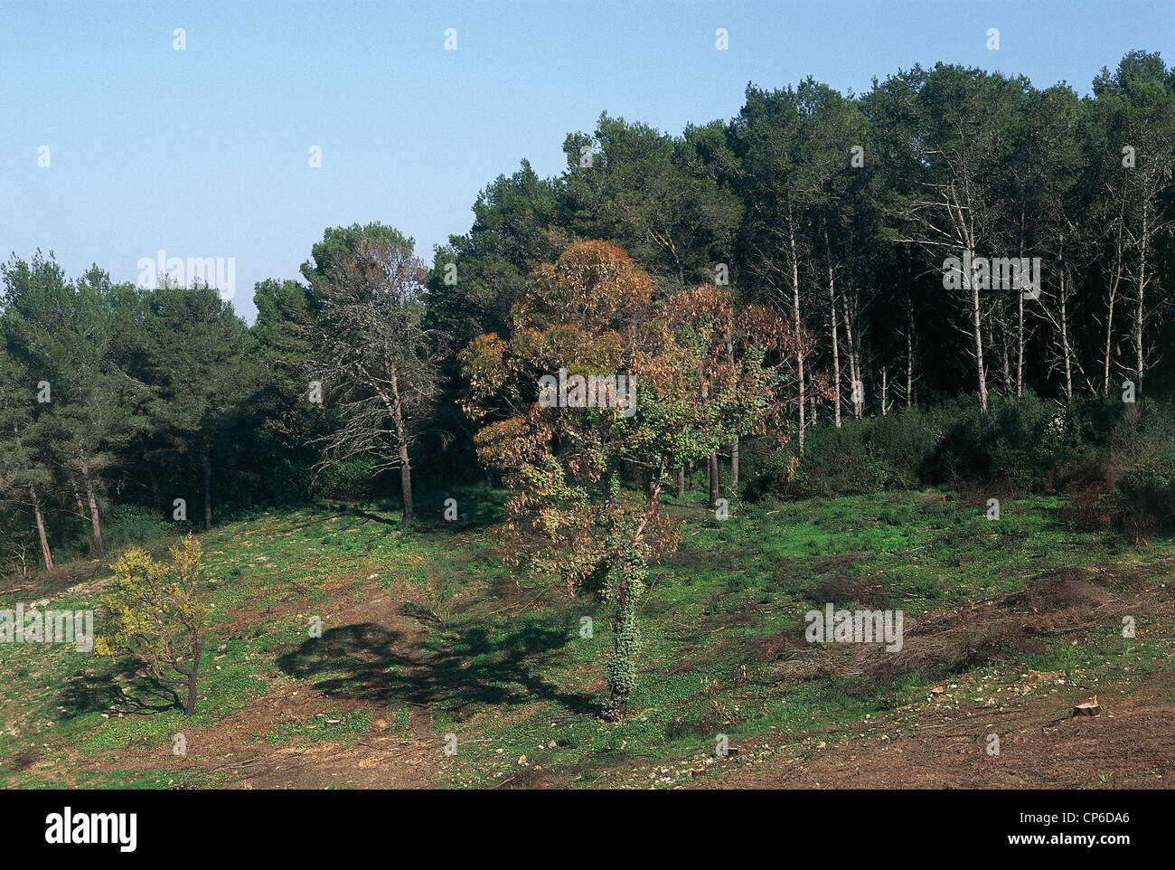 Monsanto forest park hi-res stock photography and images - Alamy