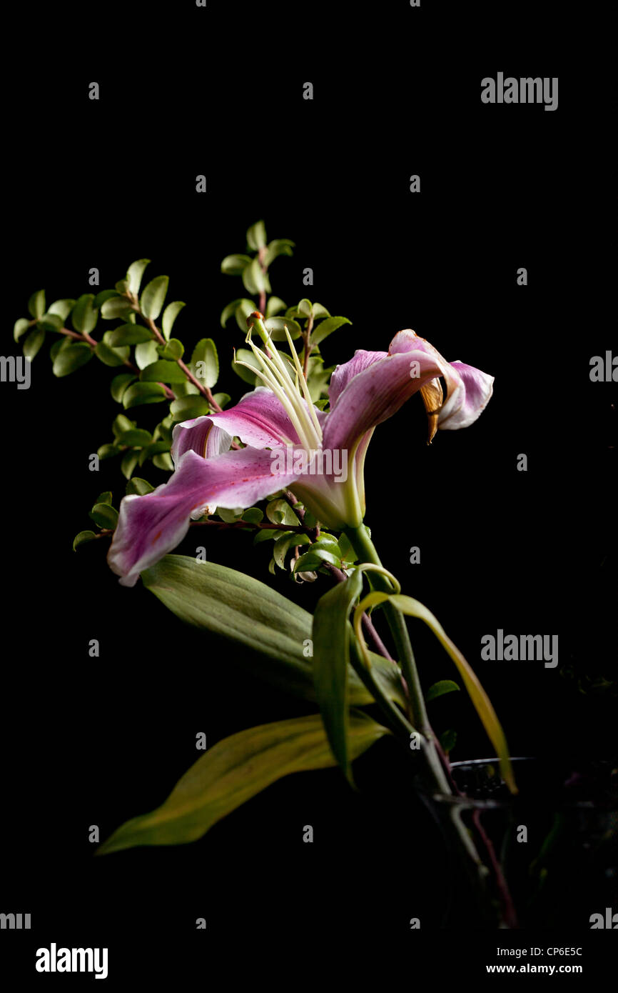 A low key fine art studio image of a lily Stock Photo - Alamy