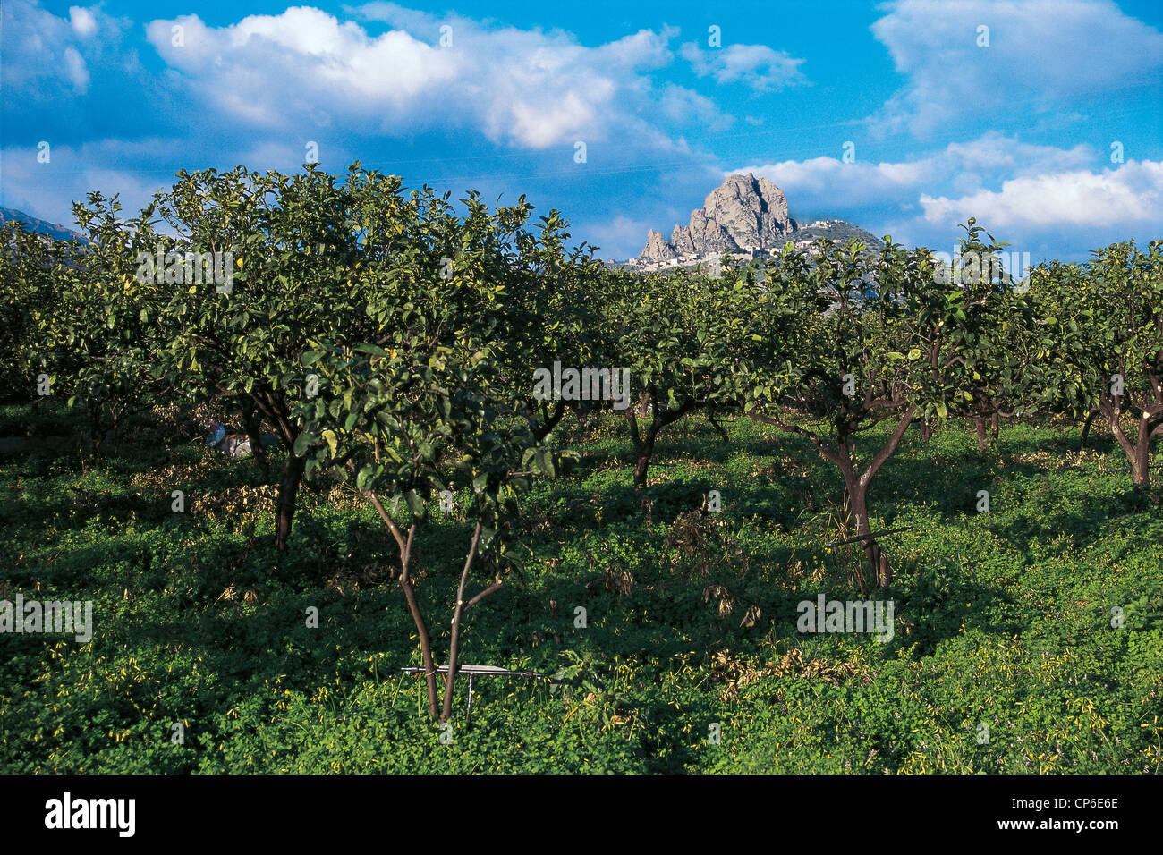 Calabria - Plants of bergamot. In the background the Pentidattilo Stock ...