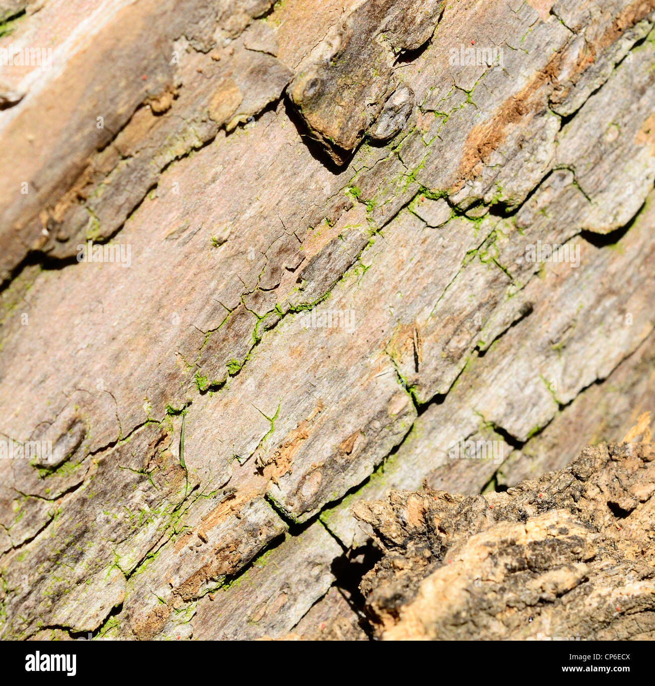 Structure of tree bark hi-res stock photography and images - Alamy