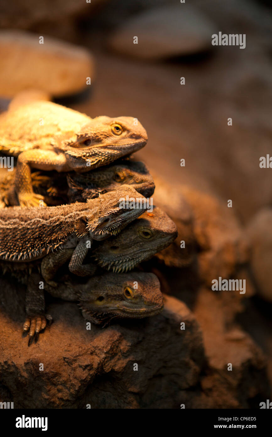 Group of dragons hi-res stock photography and images - Alamy