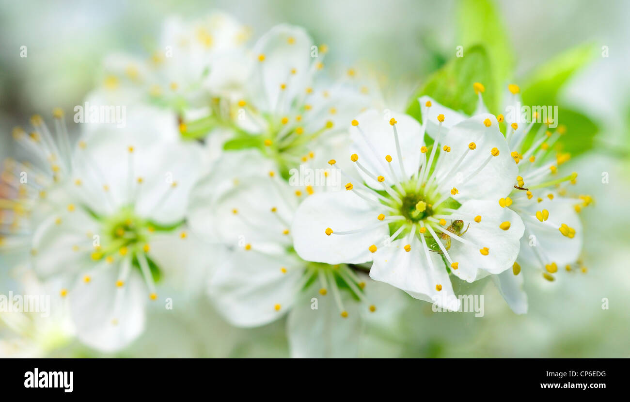 Beautiful shot white cherry hi-res stock photography and images - Alamy