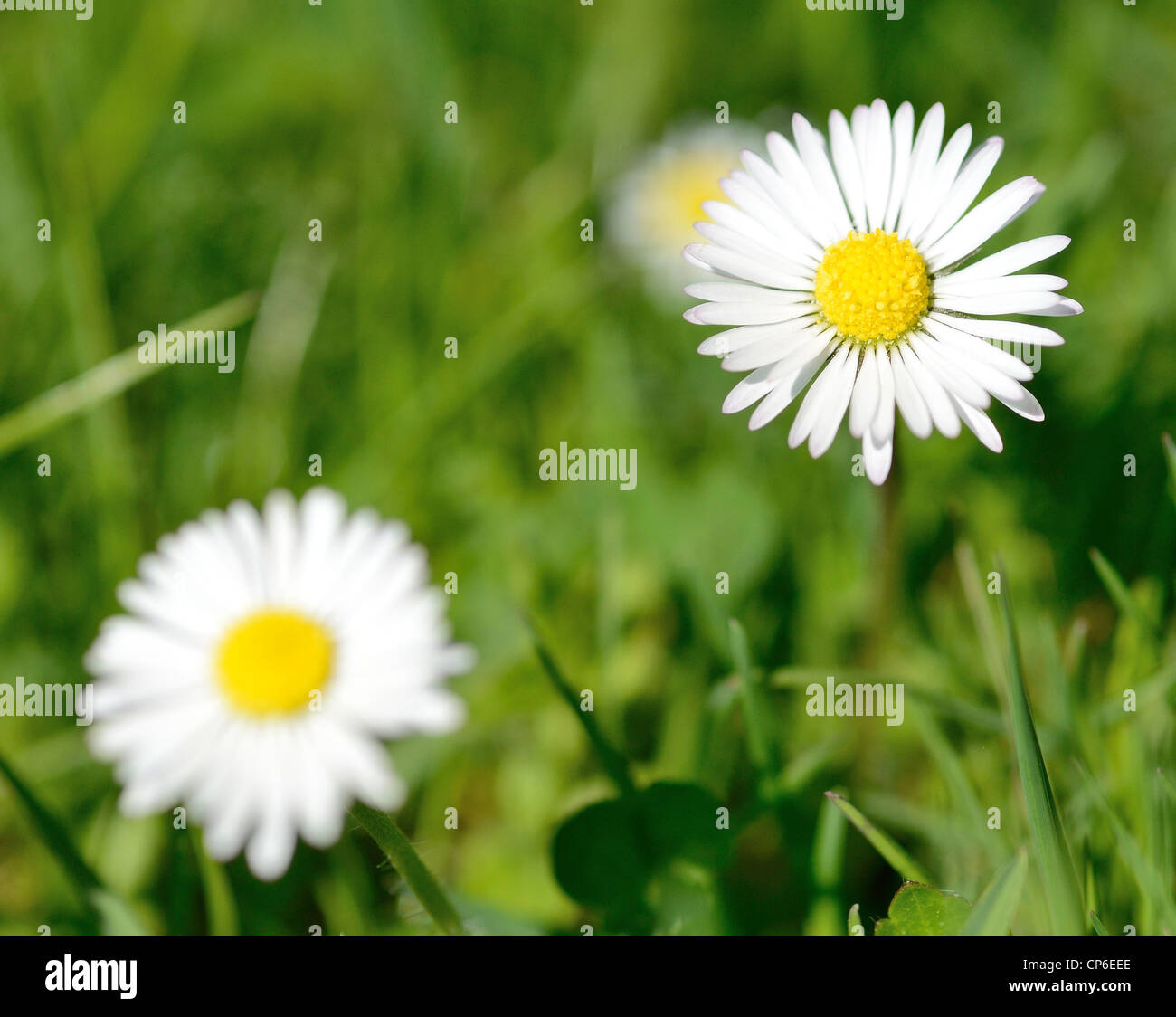 Group daisies flower garden hi-res stock photography and images - Alamy