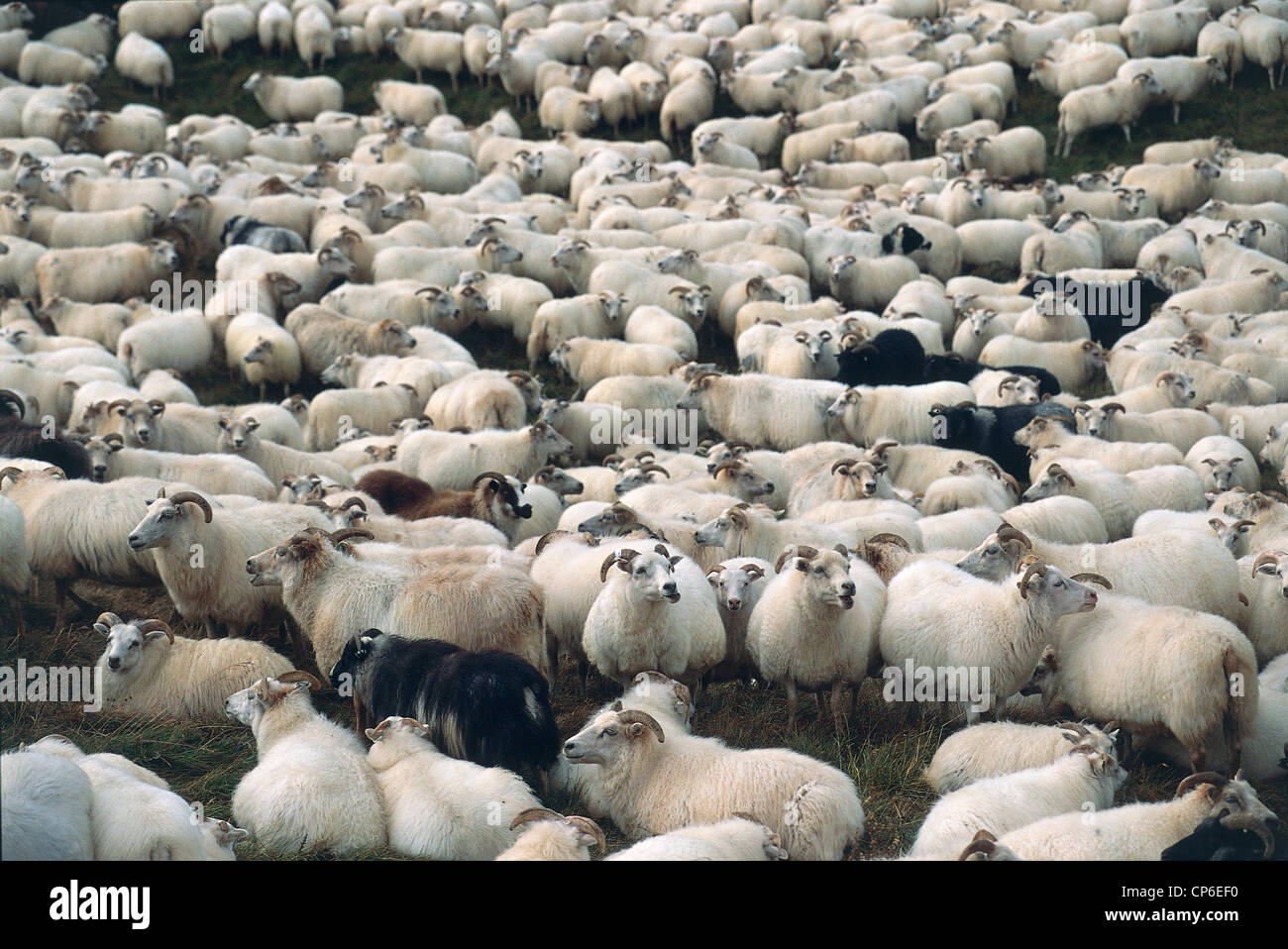 Iceland - Sudur-Thingeyjarsysla - Lake Myvatn (lake of midges ...