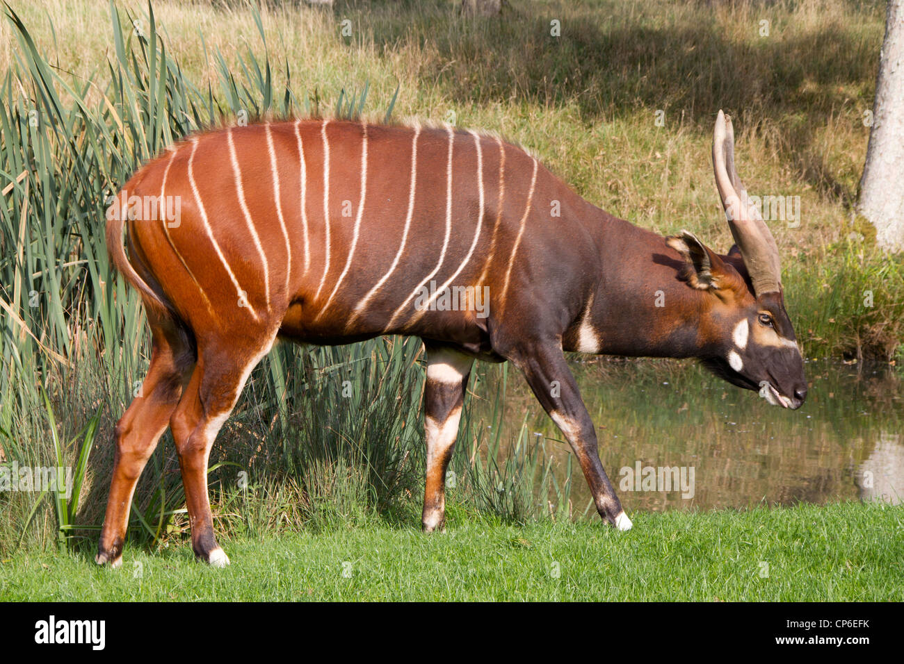 Bongo antelope hi-res stock photography and images - Alamy