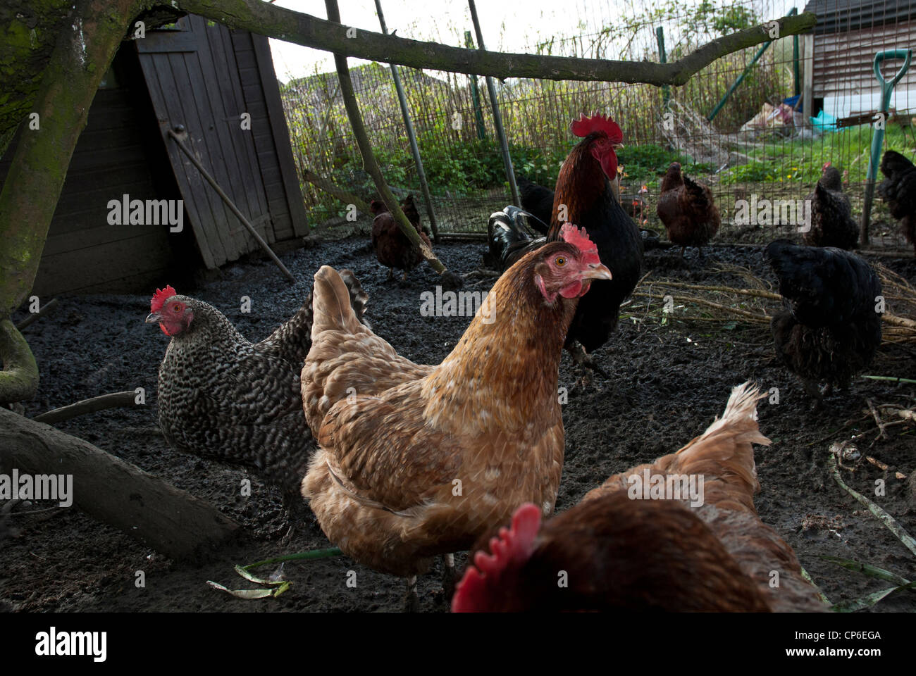 Chickens in their pen looking curious Stock Photo - Alamy